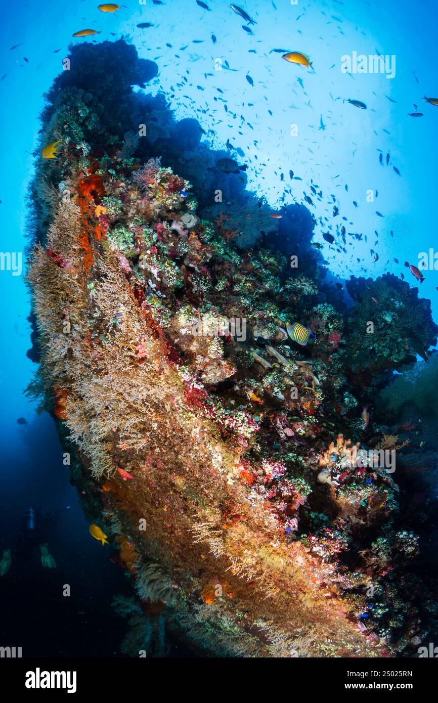 Tropical fish swimming around the underwater ww2 shipwreck USAT Liberty ...