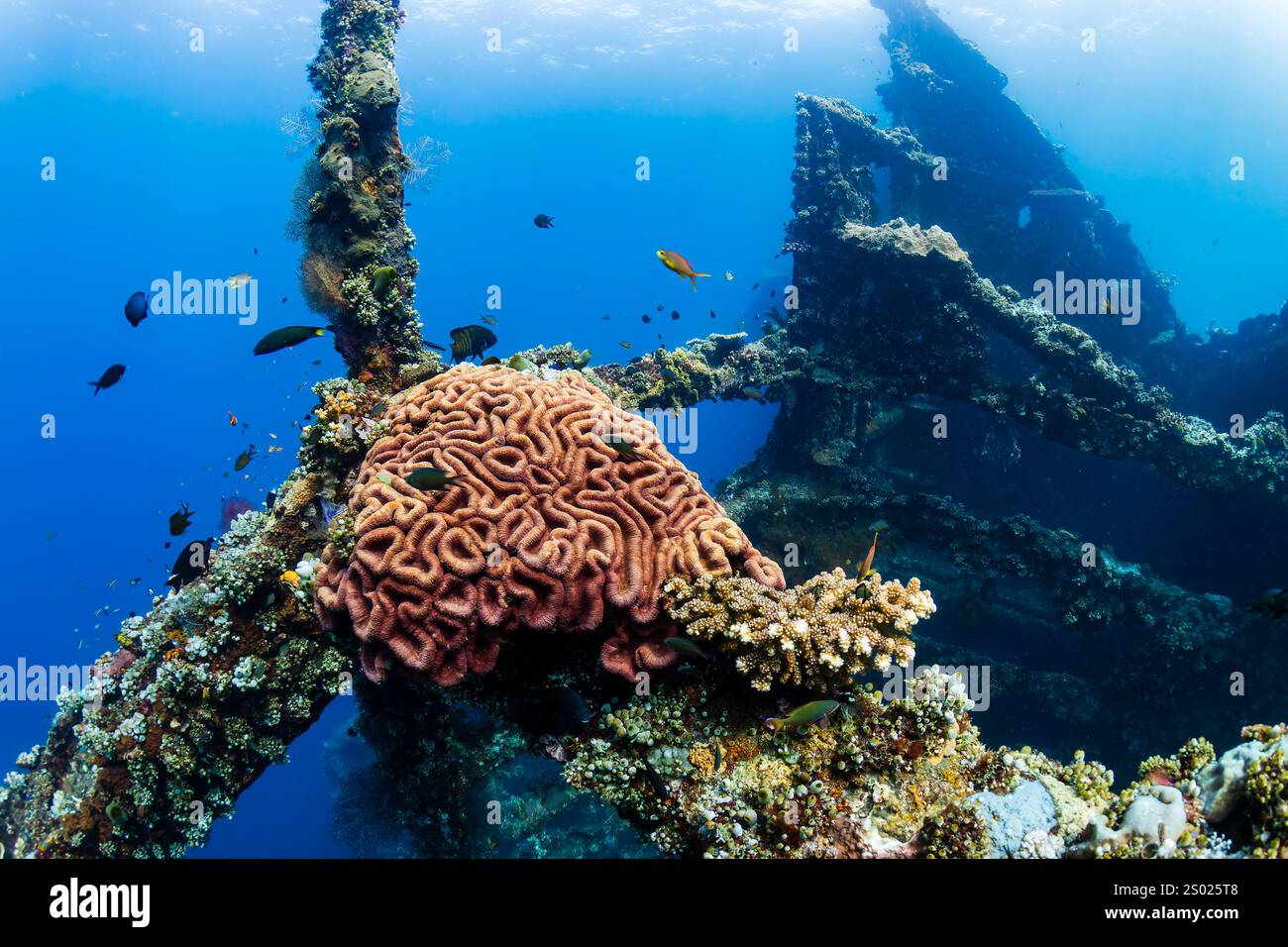 Tropical fish swimming around the underwater ww2 shipwreck USAT Liberty ...