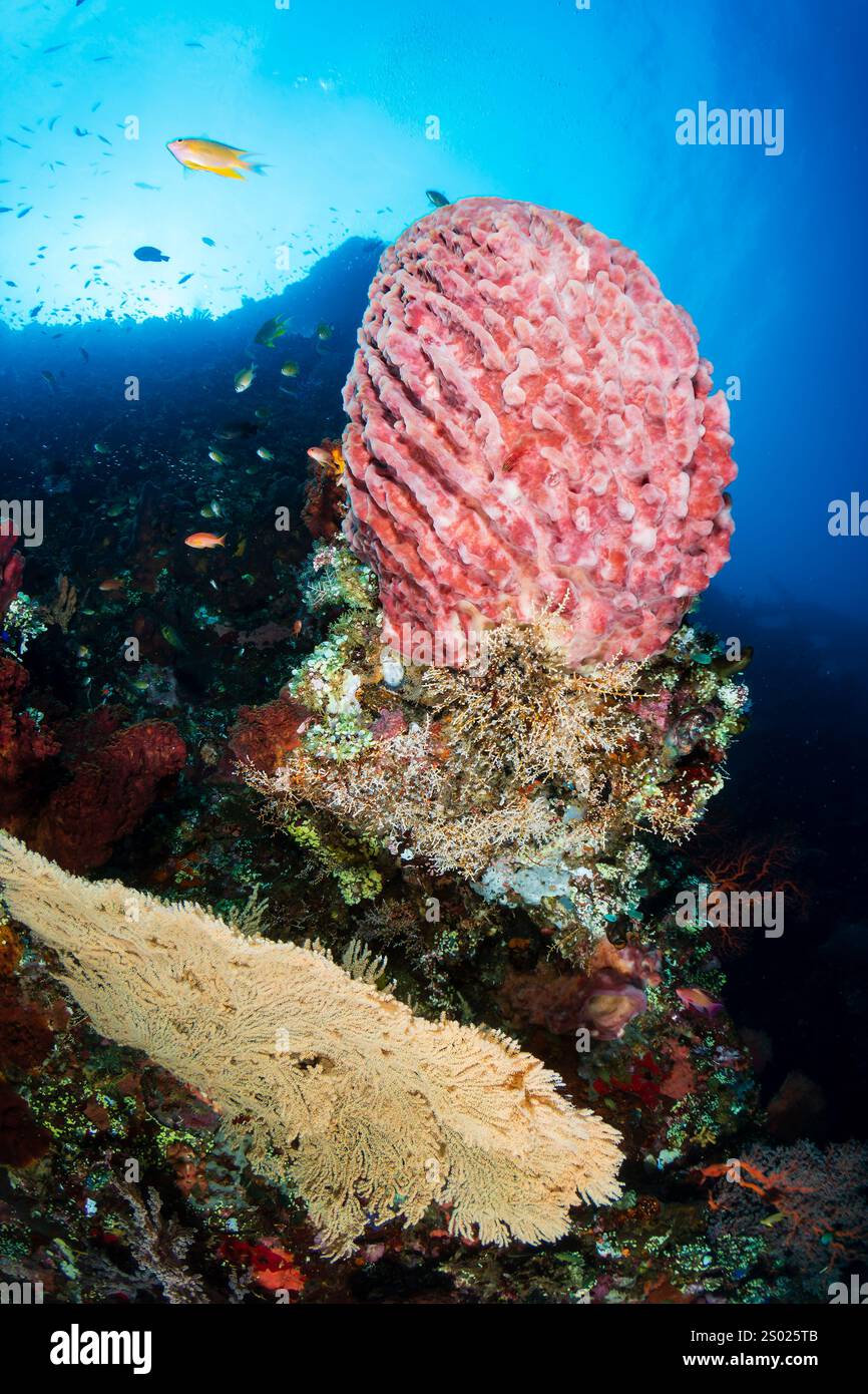 Tropical fish and a giant barrel sponge on a beautiful coral reef at ...