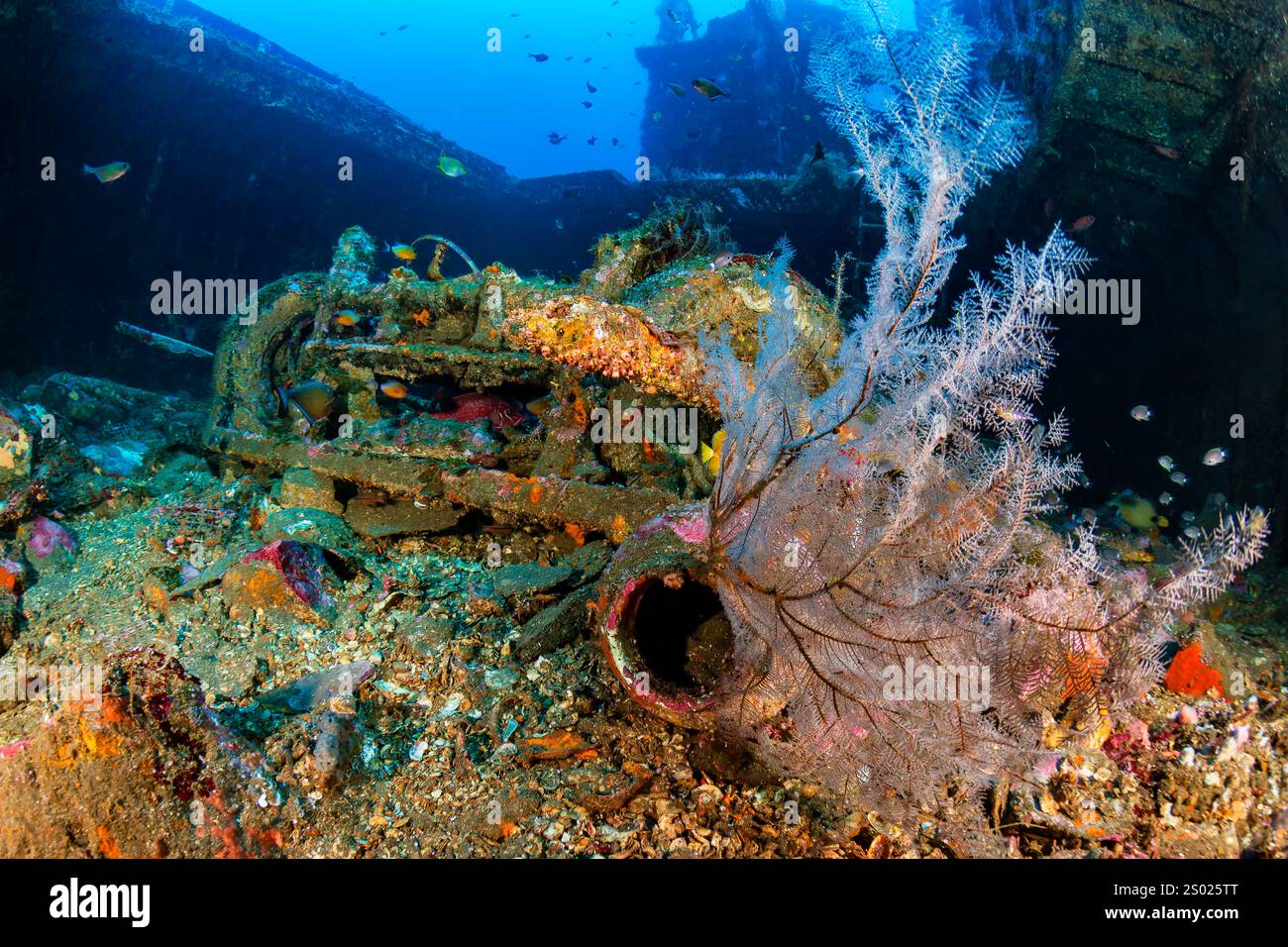Tropical fish and corals on an underwater shipwreck sunk as an ...