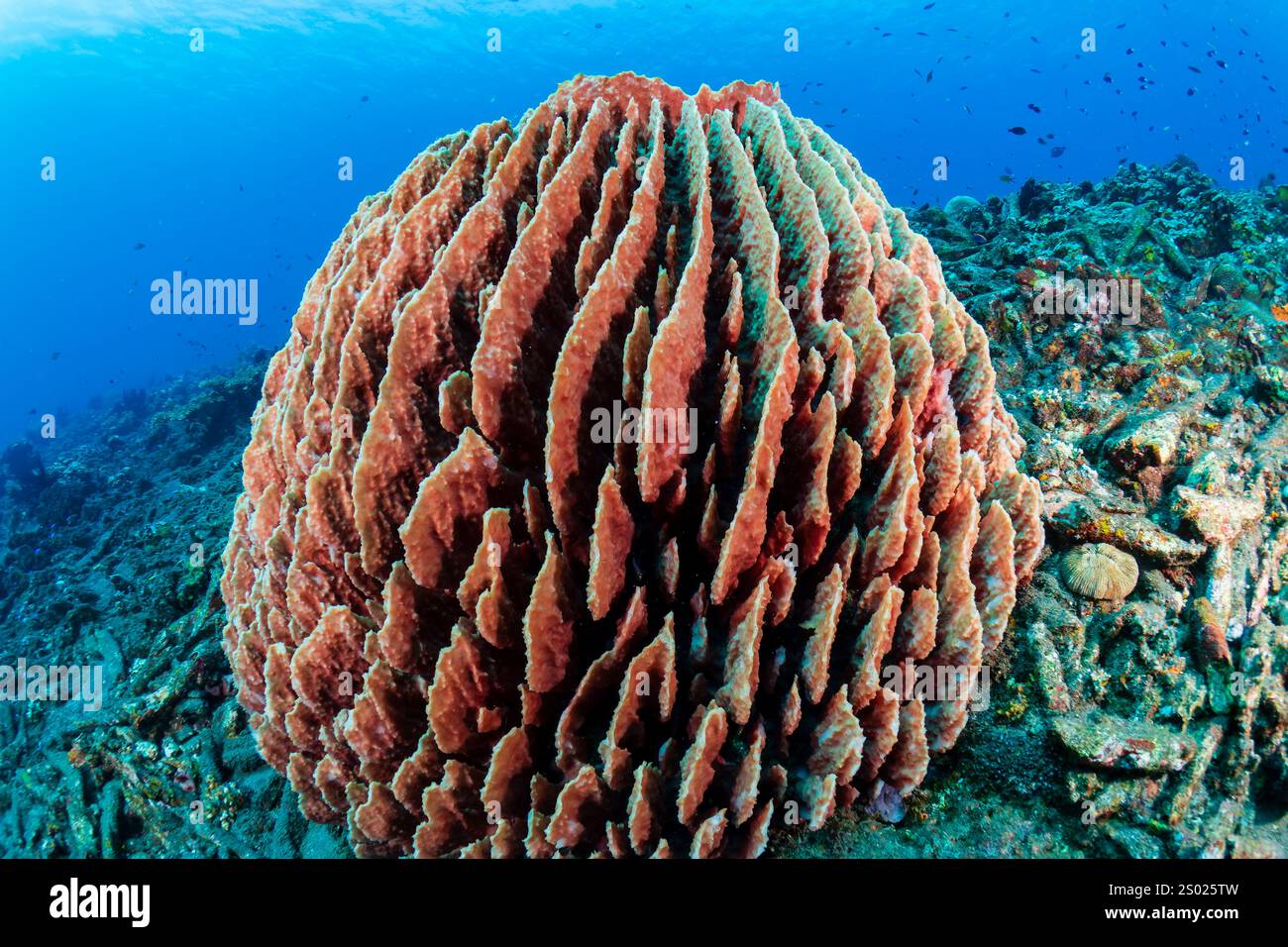 Giant Barrel Sponge (Xestospongia sp.) on a warm, tropical coral reef ...