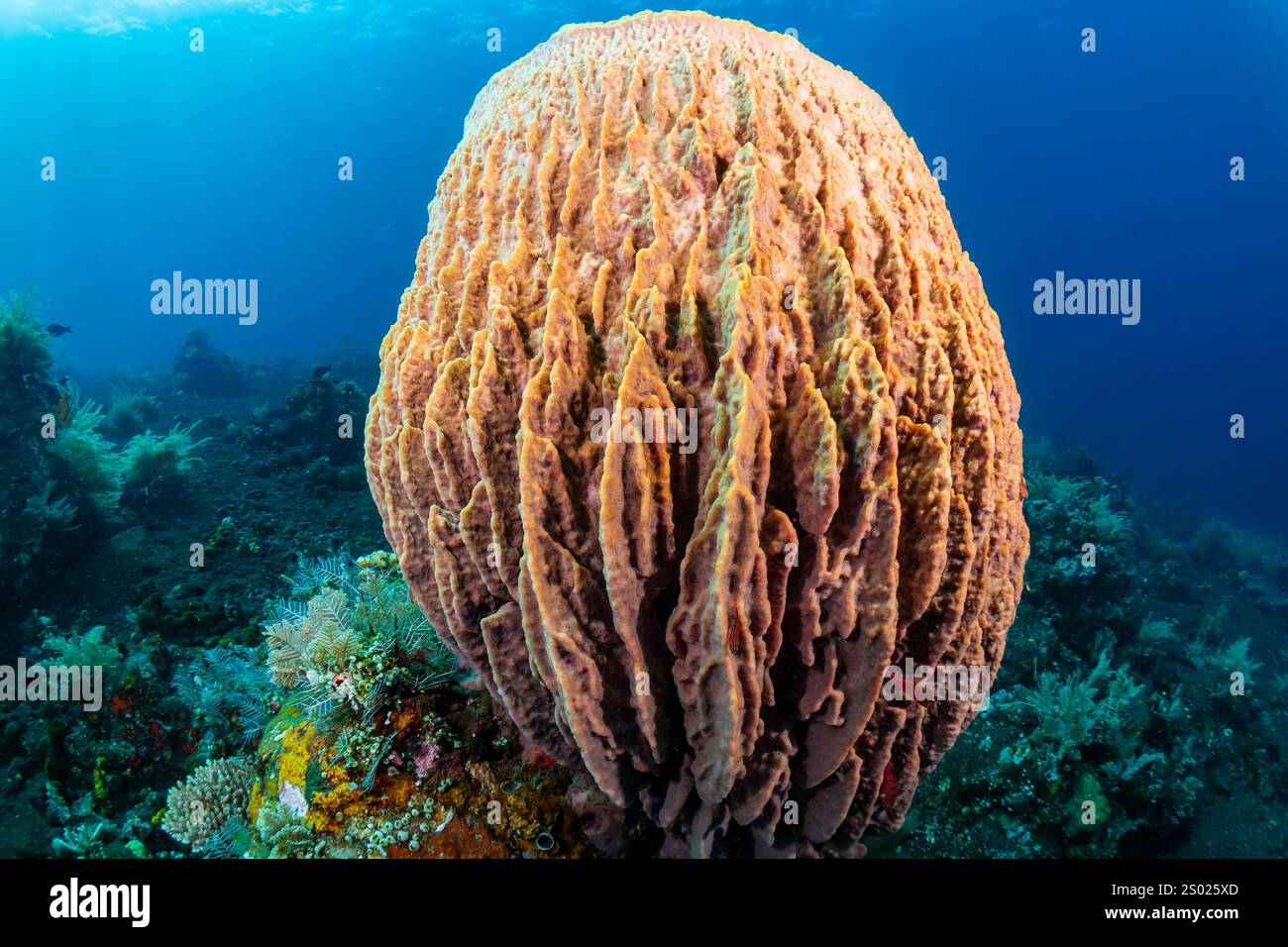 Hard corals and a giant barrel sponge on a tropical reef in the Indo ...