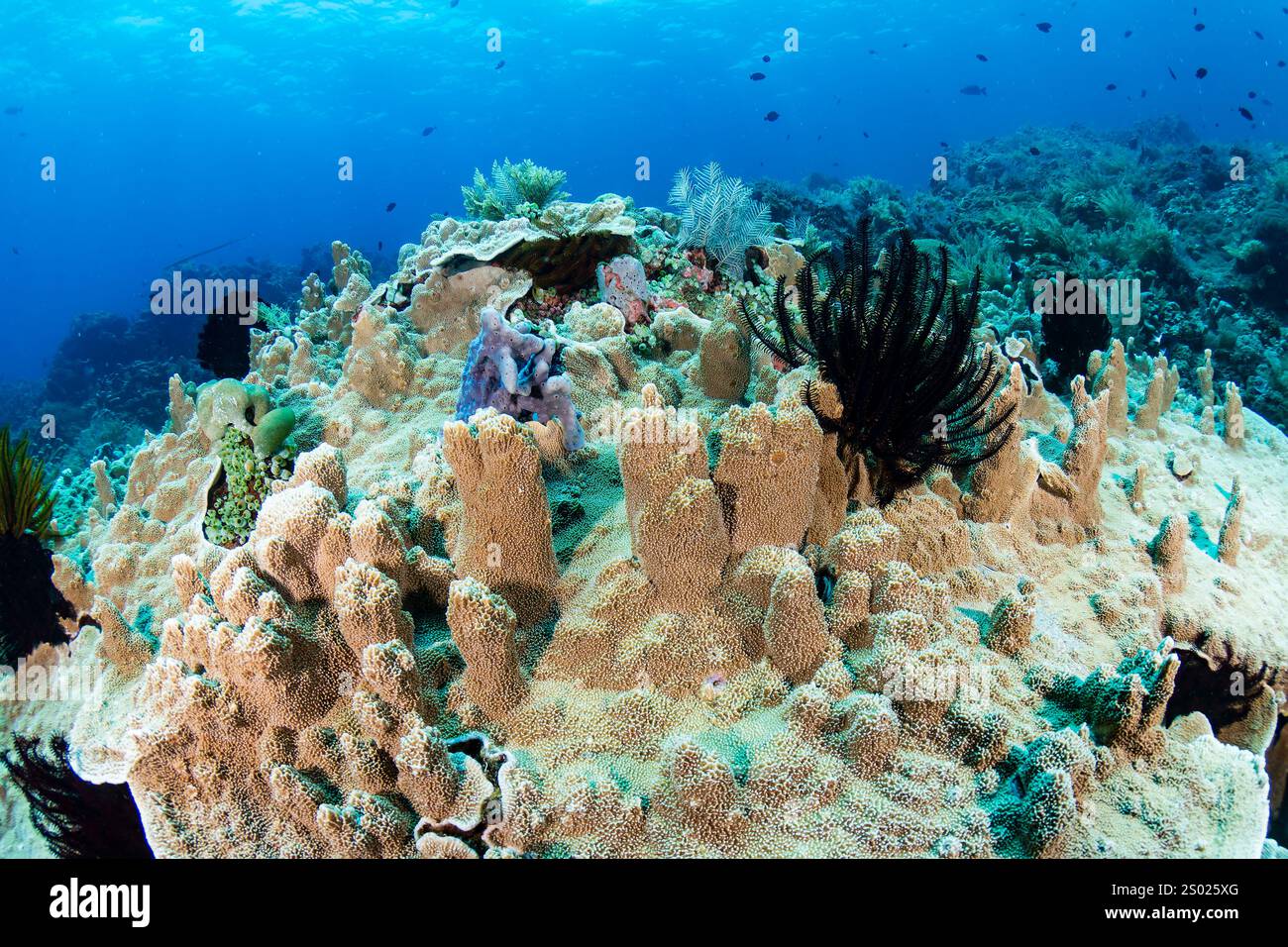 Sponges and tropical fish on a shallow water coral reef in Asia Stock ...