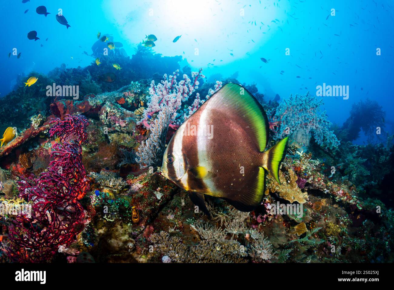 Longfin Batfish (Platax teira) on a tropical coral reef in Southeast ...