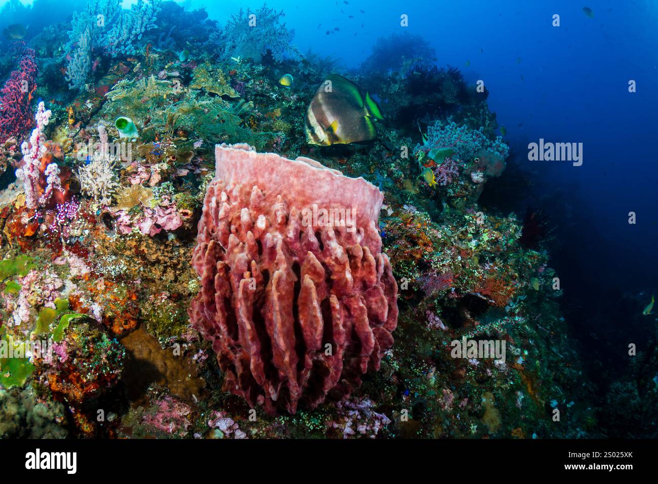 Hard corals and a giant barrel sponge on a tropical reef in the Indo ...