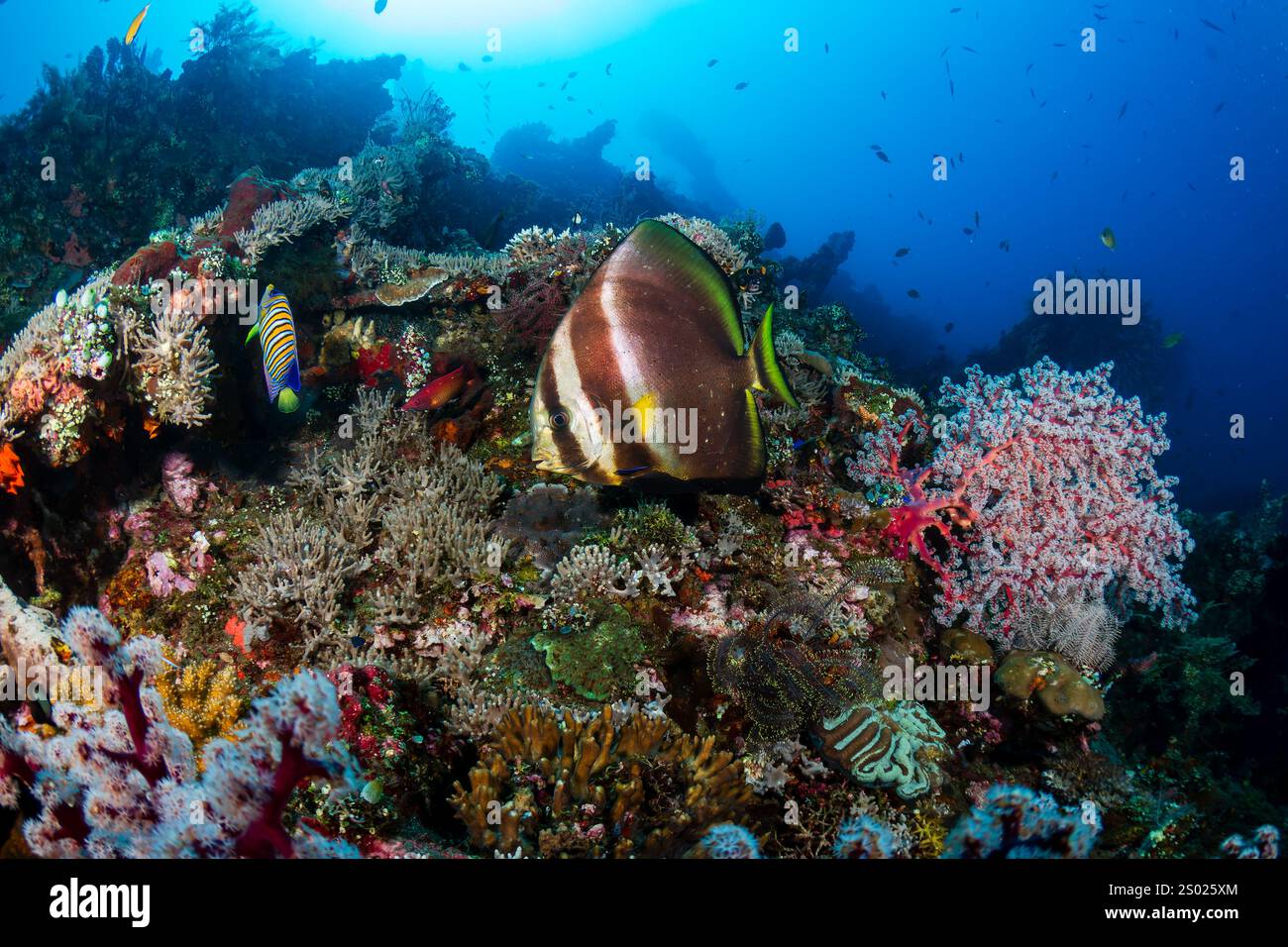 Longfin Batfish (Platax teira) and soft corals on a warm water coral ...