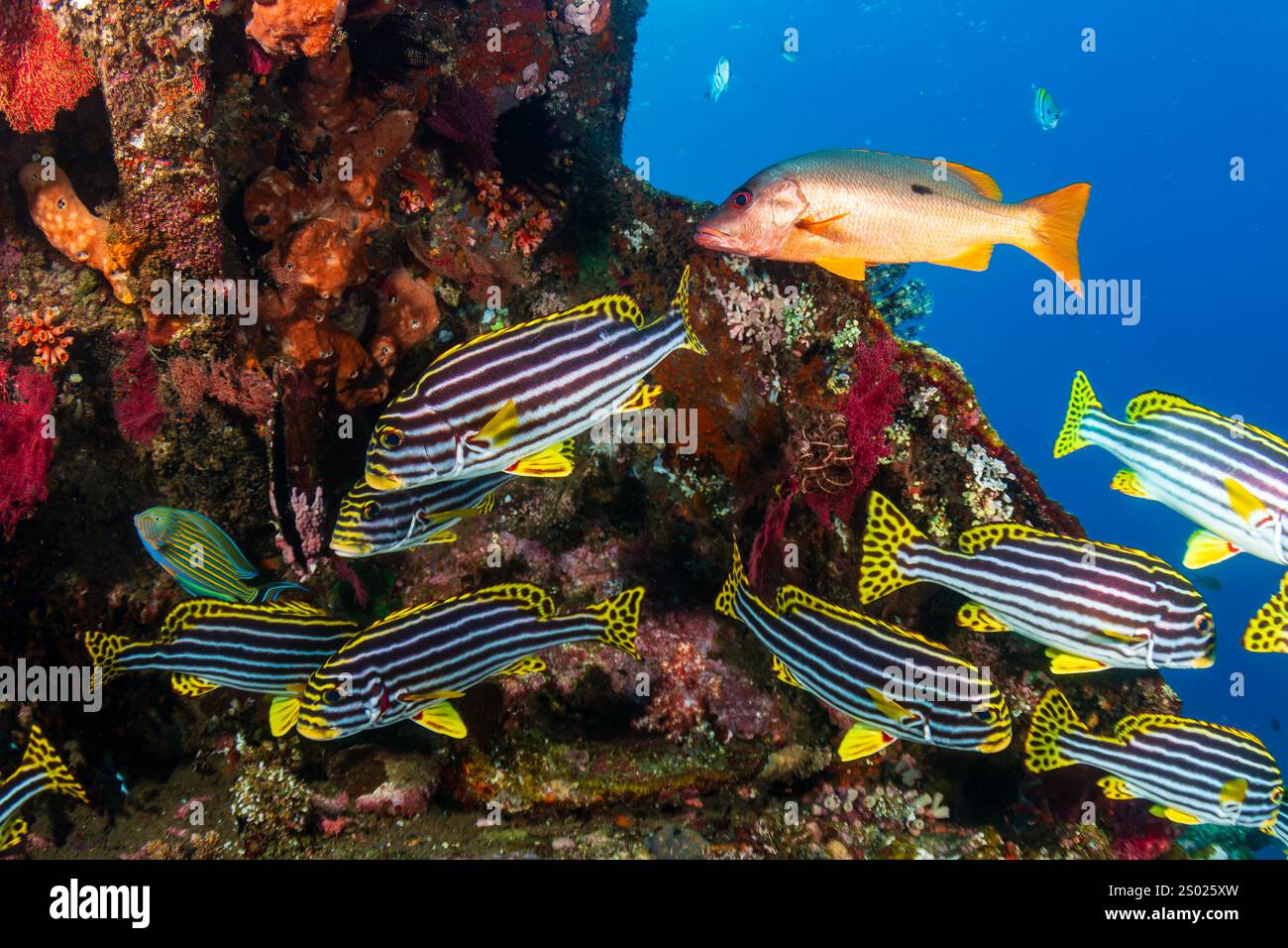 School of Yellow-Banded Sweetlips (Plectorhinchus lineatus) on a warm ...