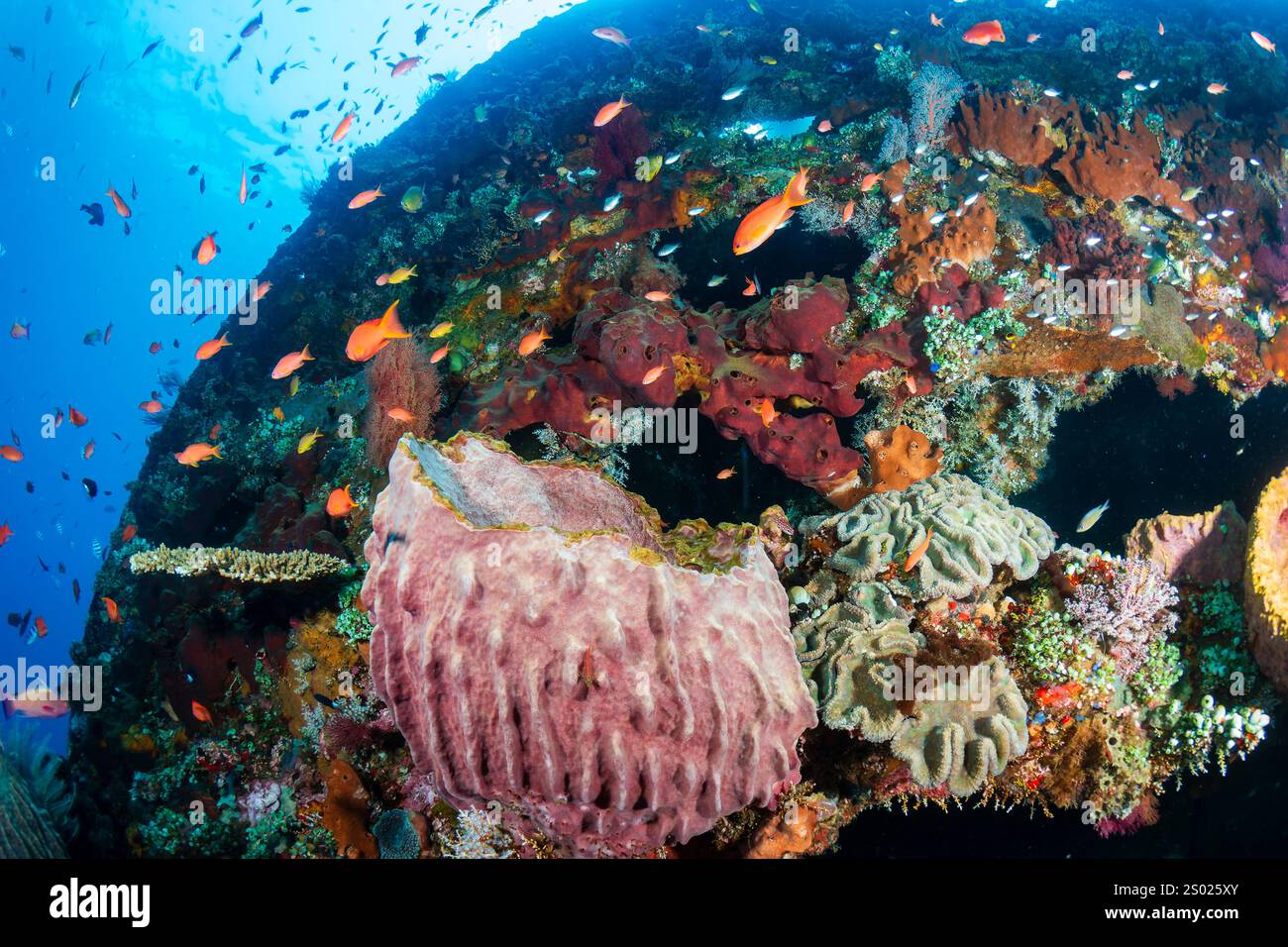 Tropical fish and a giant barrel sponge on a beautiful coral reef at ...