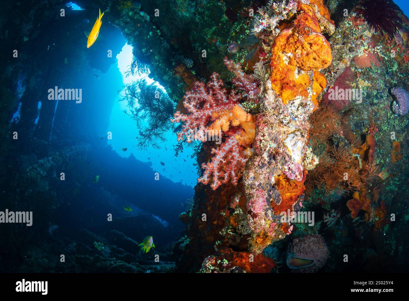 Tropical fish swimming around the underwater ww2 shipwreck USAT Liberty ...