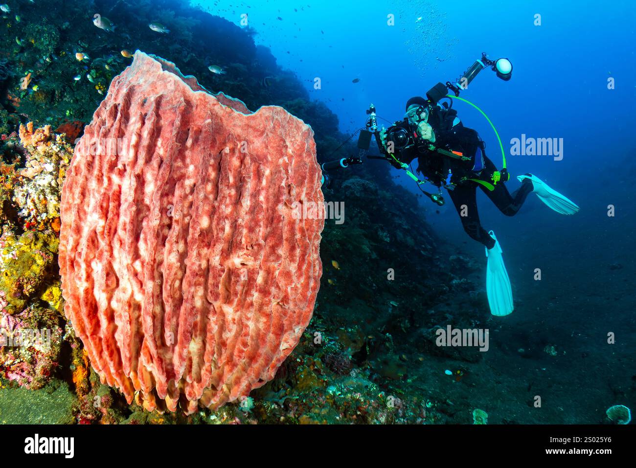Underwater photographer with large camera next to a huge sponge on a ...