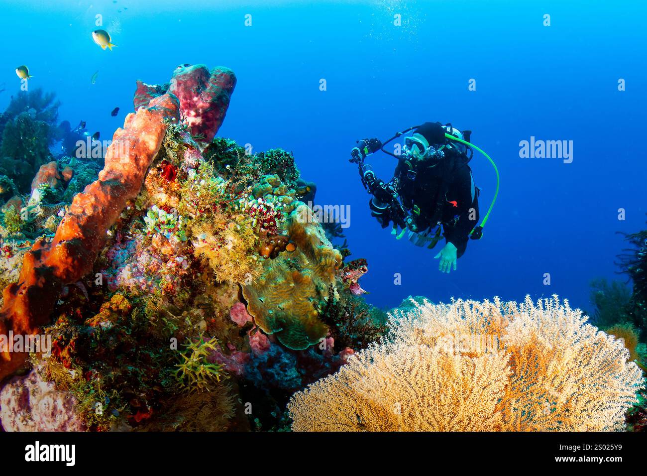 Underwater photographer next to large sea fans and hard corals on a ...