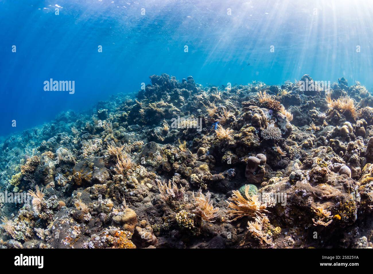 Sponges and tropical fish on a shallow water coral reef in Asia Stock ...