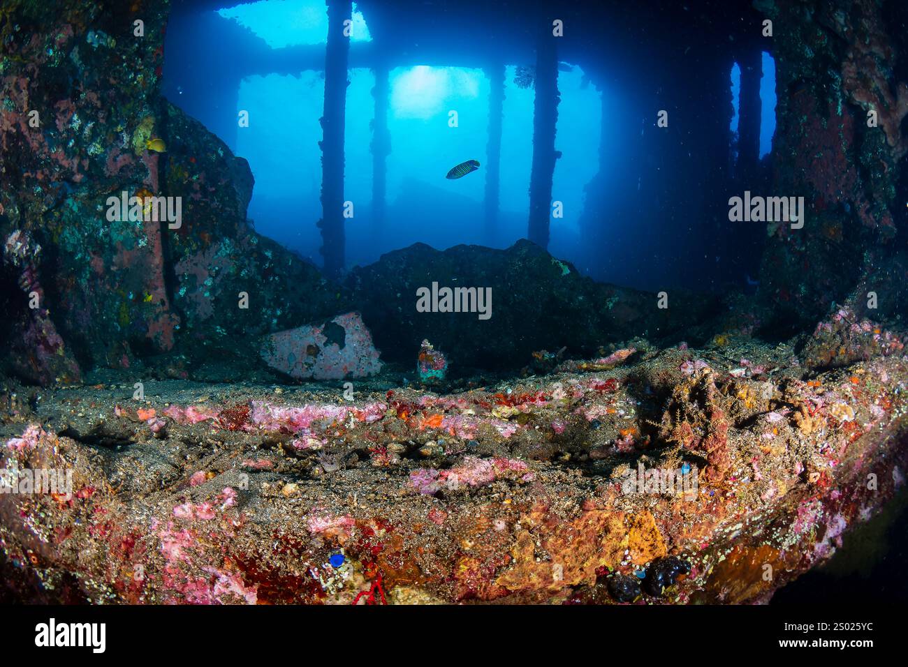 Tropical fish swimming around the underwater ww2 shipwreck USAT Liberty ...