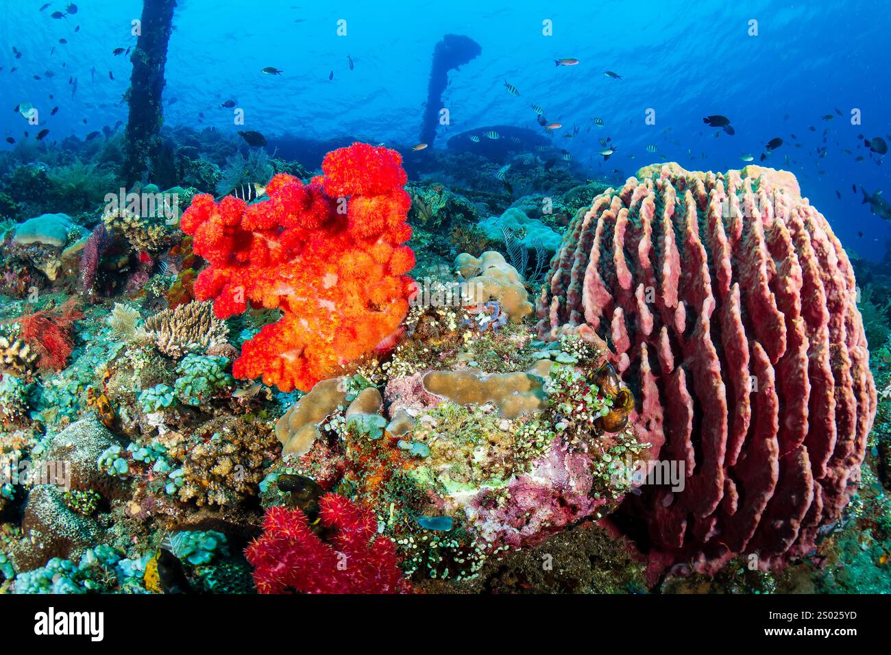 Sponges and soft corals around an old, sunken shipwreck in a tropical ...