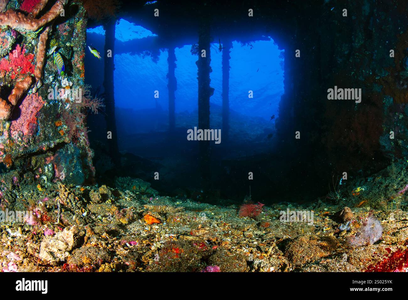 Tropical fish swimming around the underwater ww2 shipwreck USAT Liberty ...