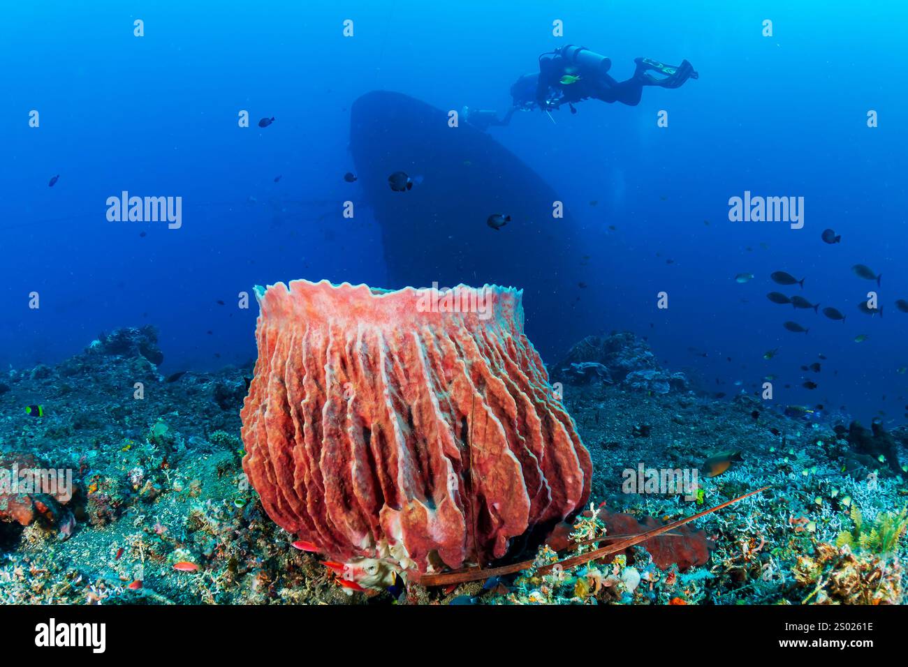 Large barrel sponge in front of a huge underwater shipwreck in a clear ...