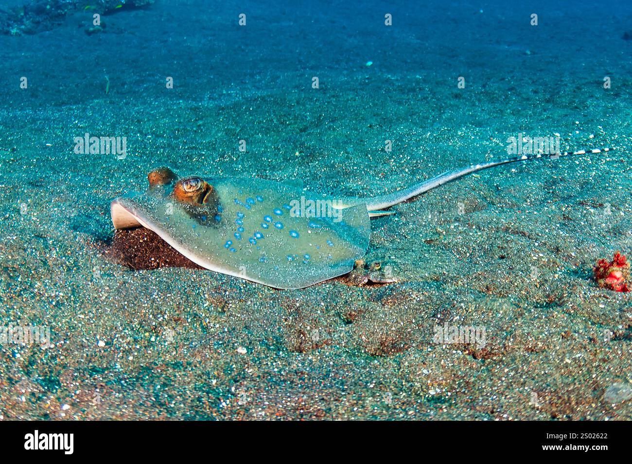 Blue-spotted Kuhl's Stingray (Neotrygon kuhlii) on a sandy seafloor on ...