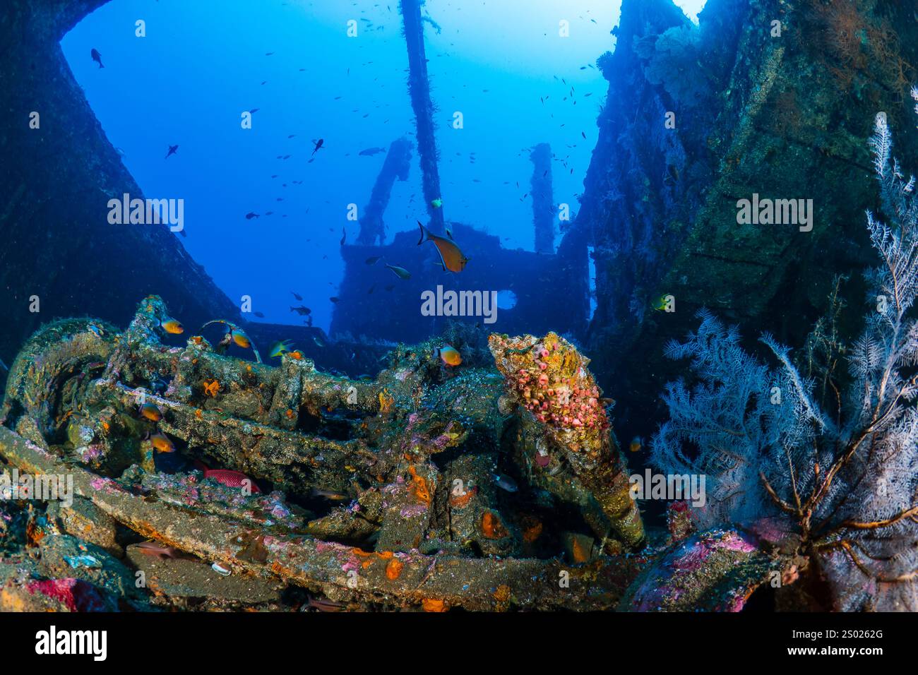 Tropical fish and corals on an underwater shipwreck sunk as an ...