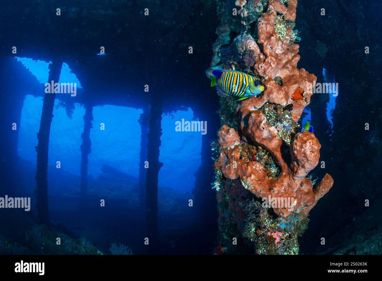 Tropical fish swimming around the underwater ww2 shipwreck USAT Liberty ...