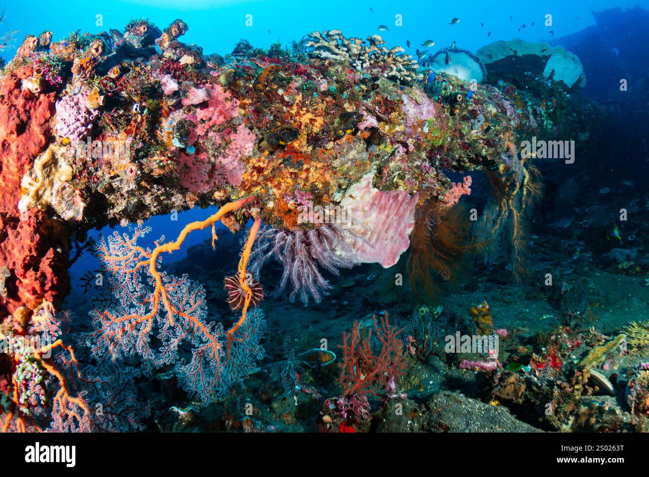 Tropical fish and coral on an old, second world war shipwreck Stock ...