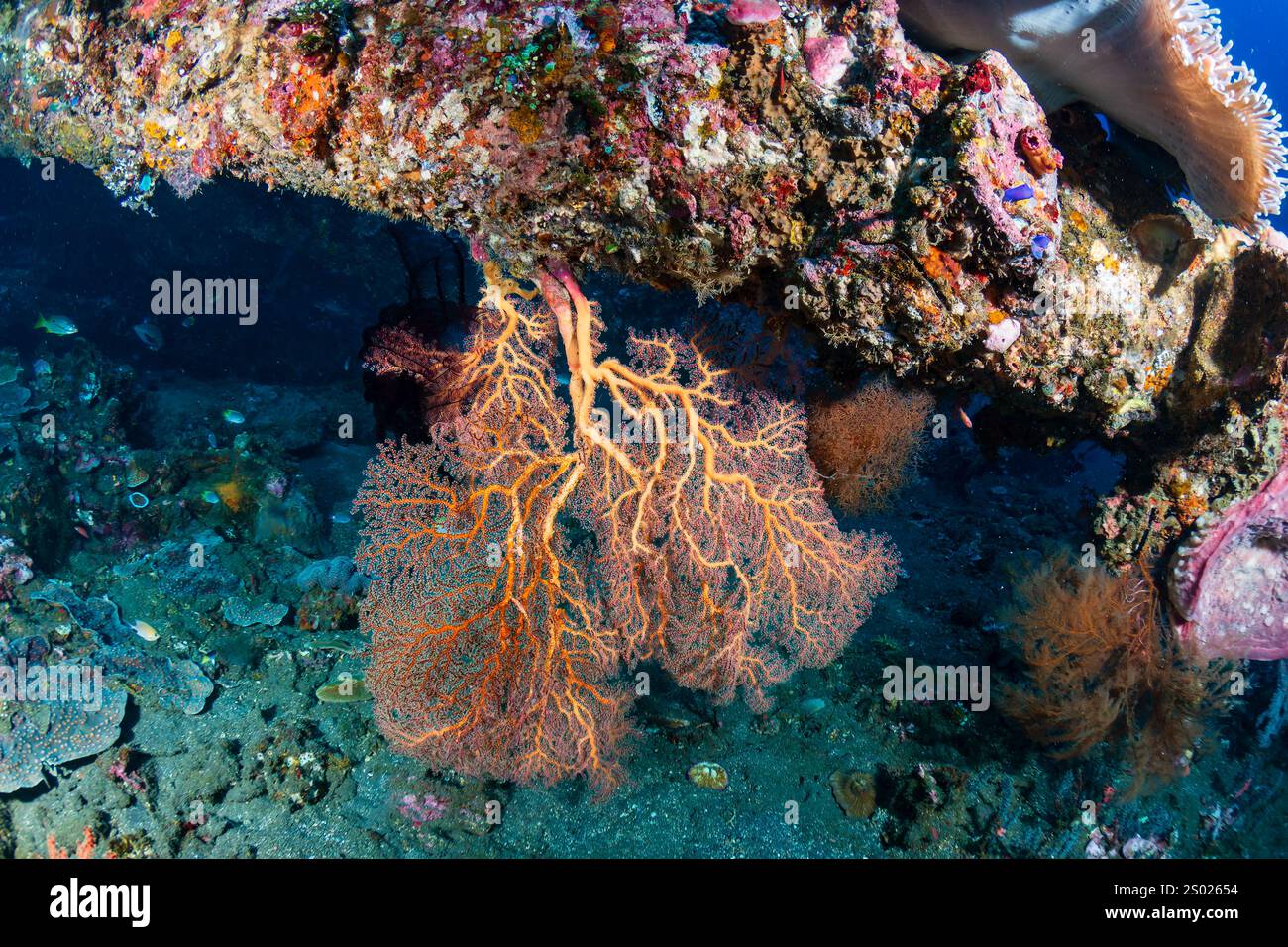Tropical fish and corals on the underwater wreck of USAT Liberty in ...