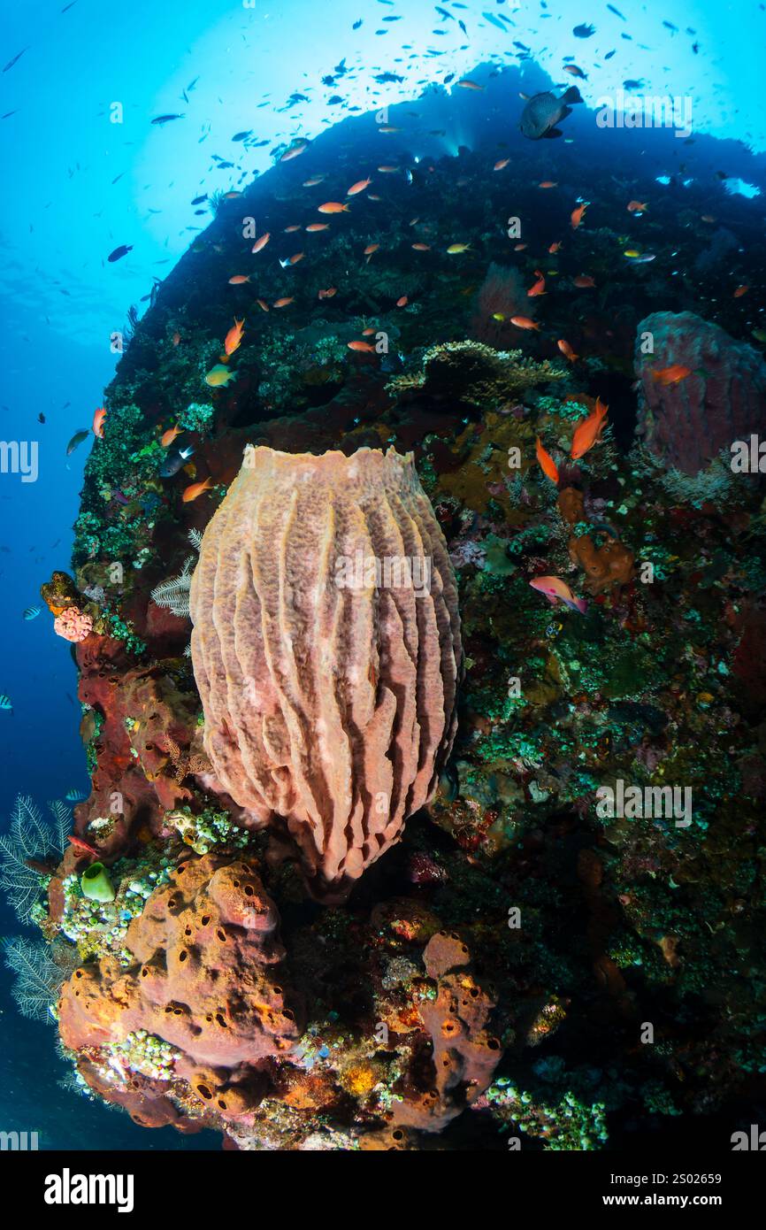 Tropical fish and a giant barrel sponge on a beautiful coral reef at ...