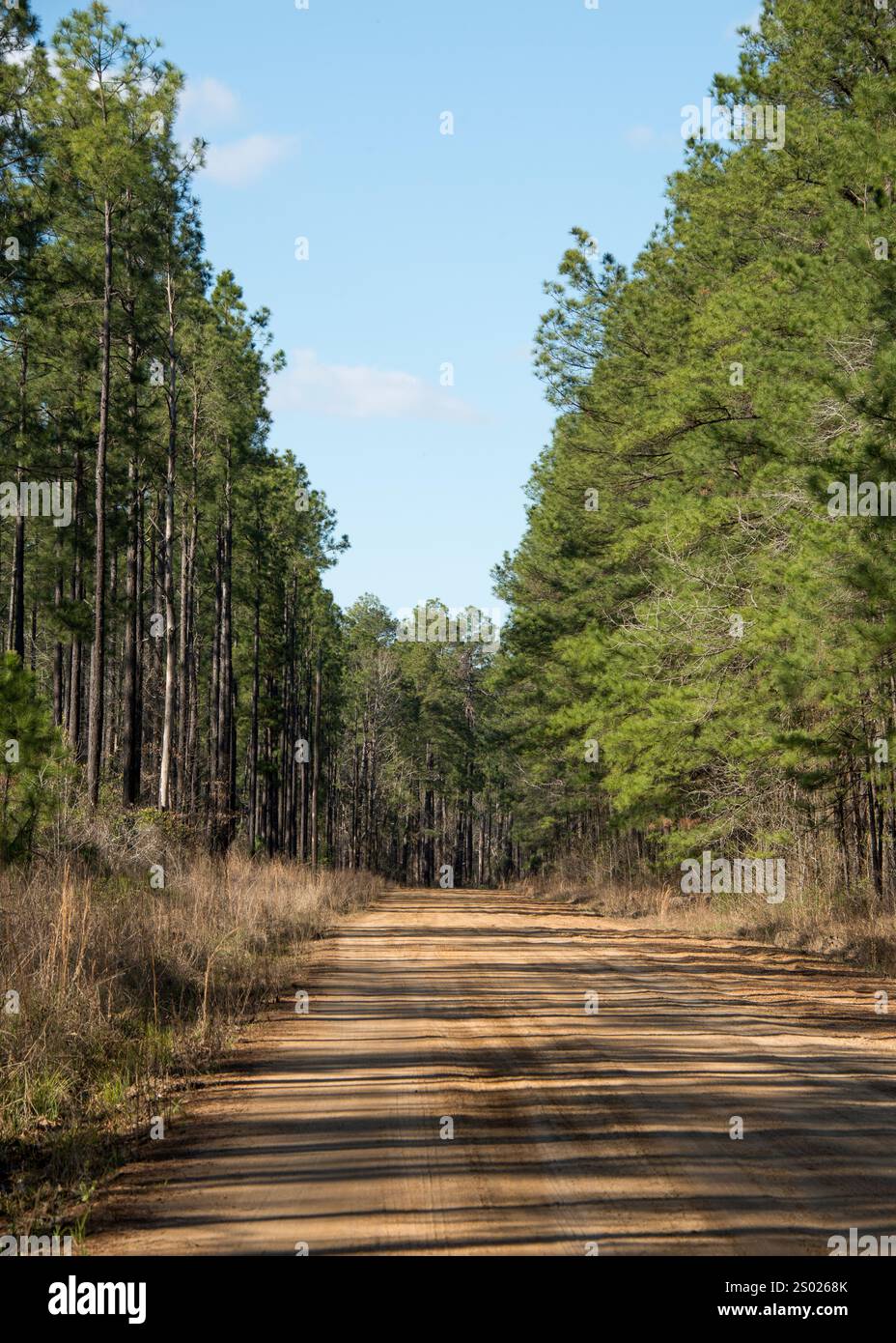 Kisatchie National Forest, Louisiana Stock Photo - Alamy