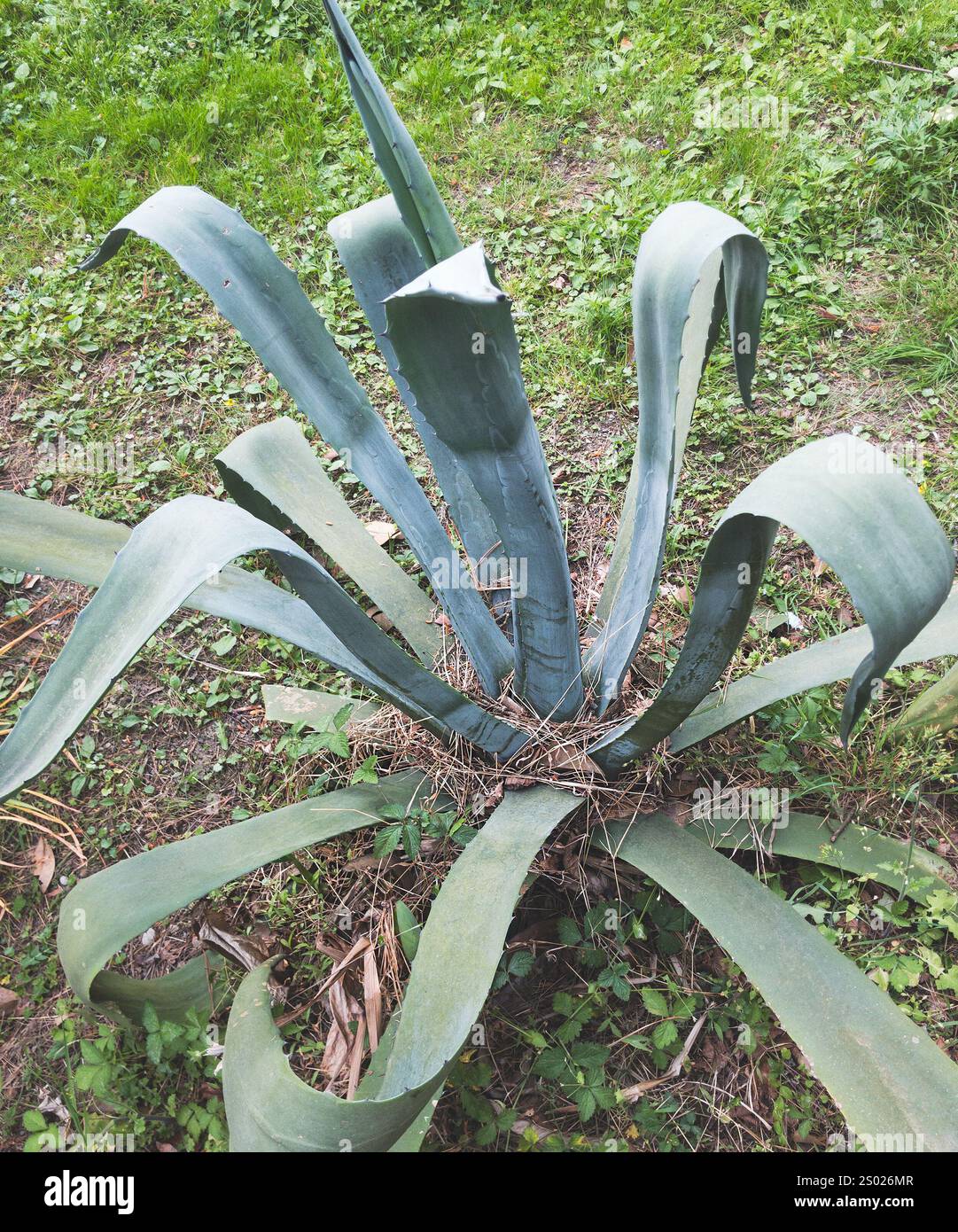 the Agave plant in wild Stock Photo - Alamy