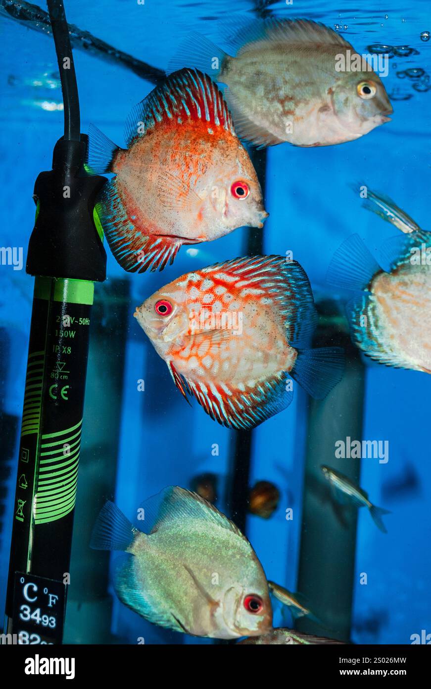 Discus freshwater fishes in aquarium with its heater Stock Photo - Alamy