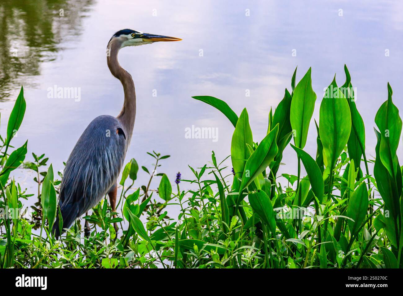 A large bird with a long neck stands in a pond surrounded by green ...