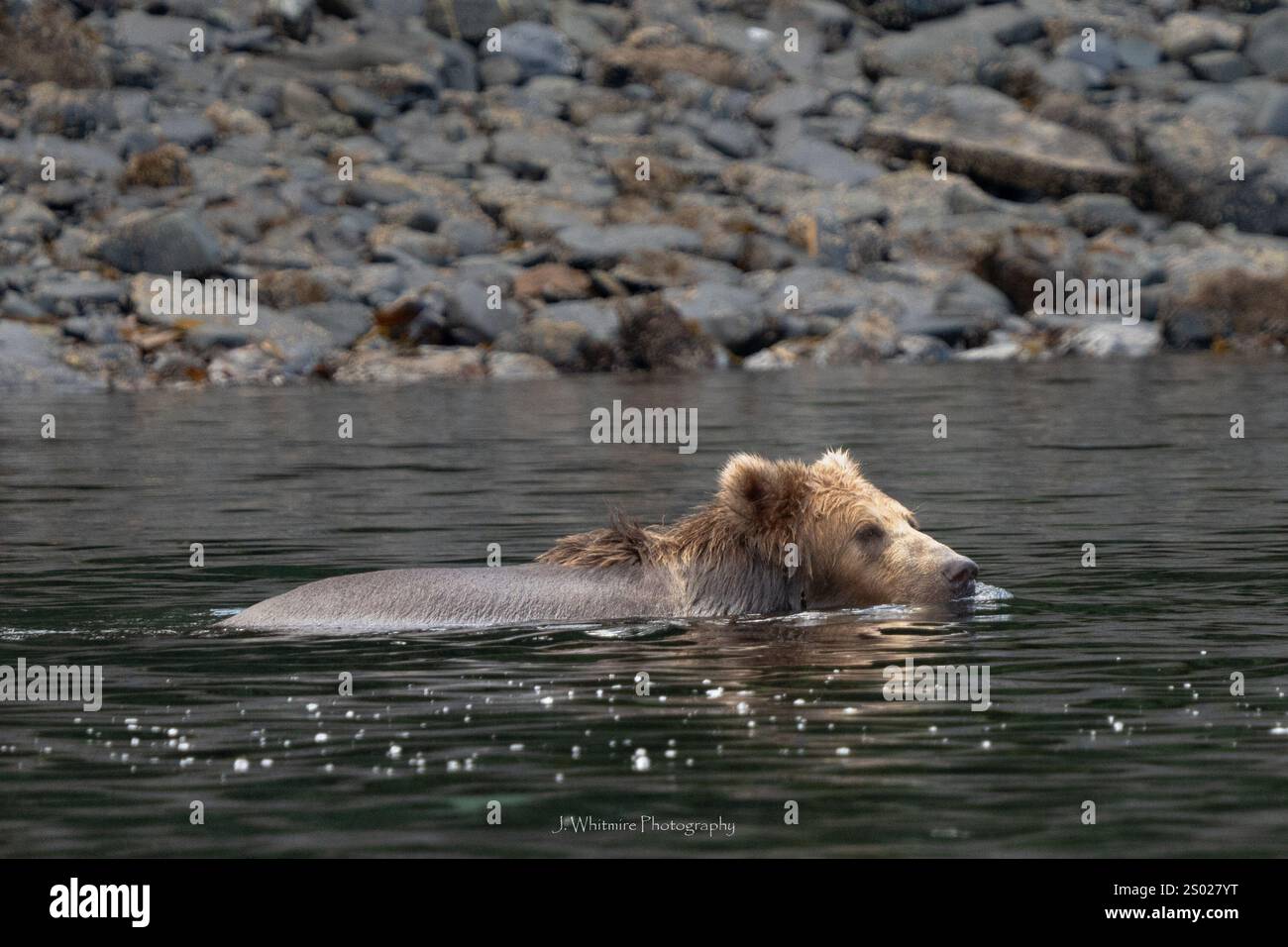 Kodiak brown bears photographed on the island of Afognak, part of the ...