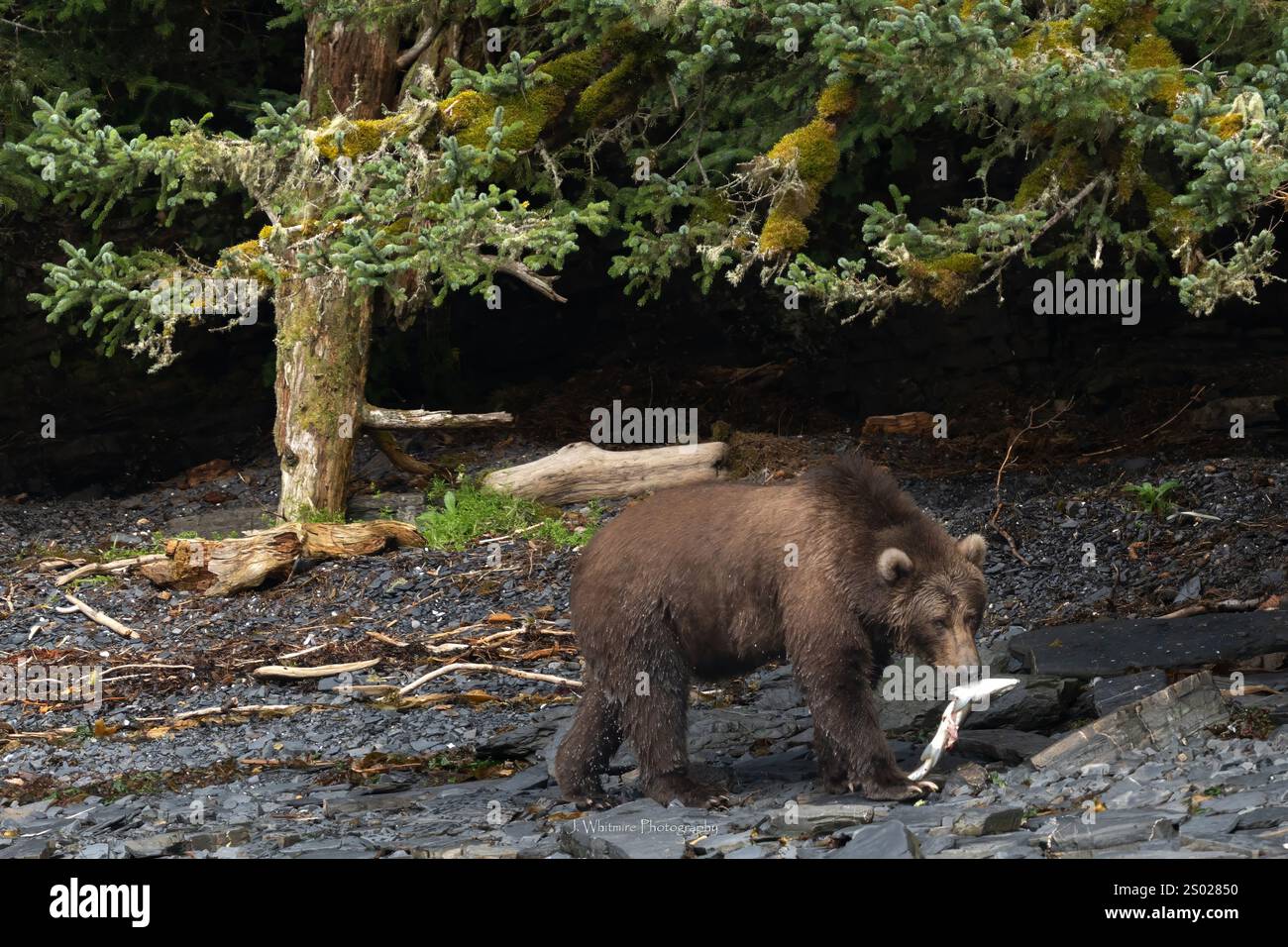 Kodiak brown bears photographed on the island of Afognak, part of the ...