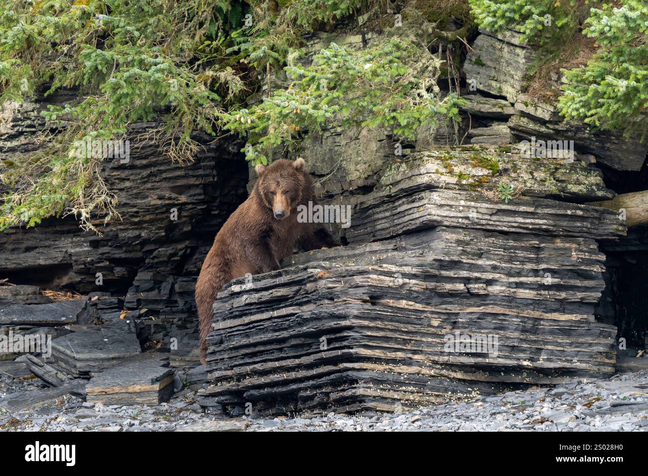 Kodiak bears (Ursus arctos middendorffi) are seen on the shoreline of ...