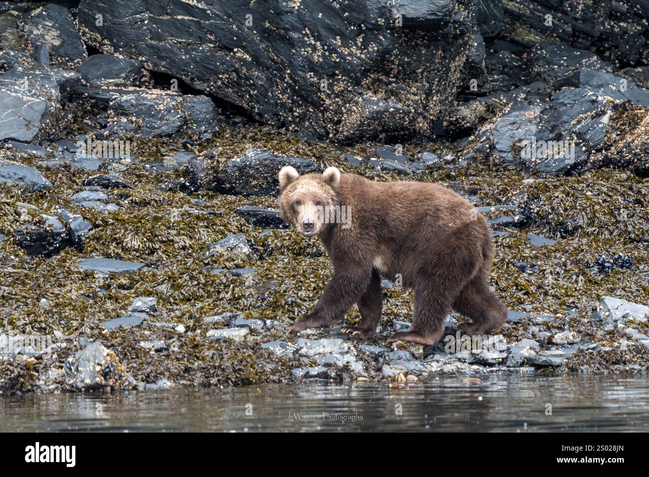 Kodiak bears (Ursus arctos middendorffi) are seen on the shoreline of Afognak island, part of ...