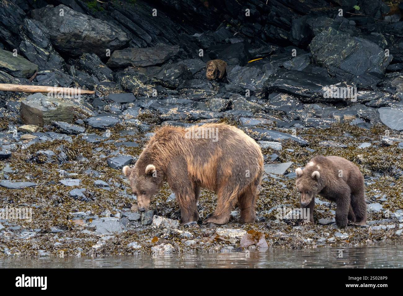 Kodiak bears (Ursus arctos middendorffi) are seen on the shoreline of Afognak island, part of ...