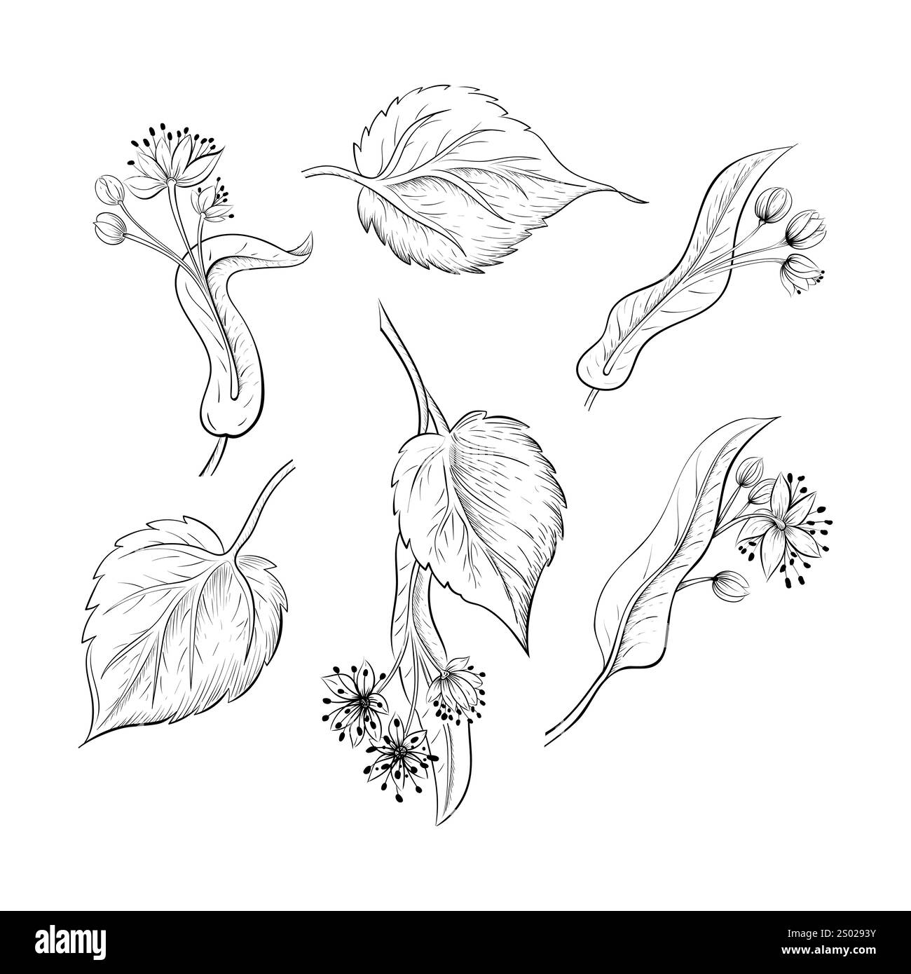 Set of hand-drawn linden flowers outline vector illustration, botanical ...
