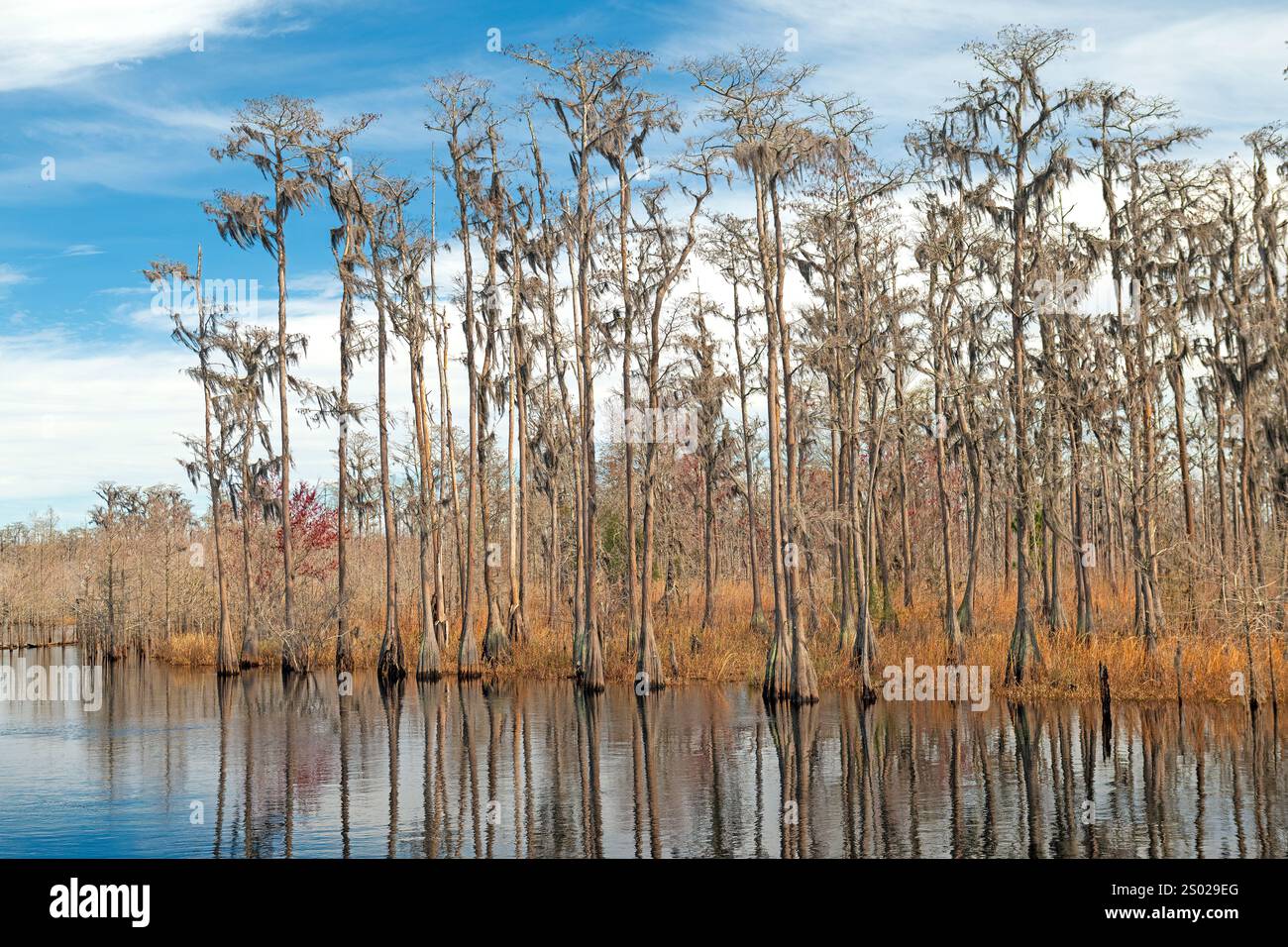 Wetland Forest Along the Suwannee River in Stephen C Foster State Park ...