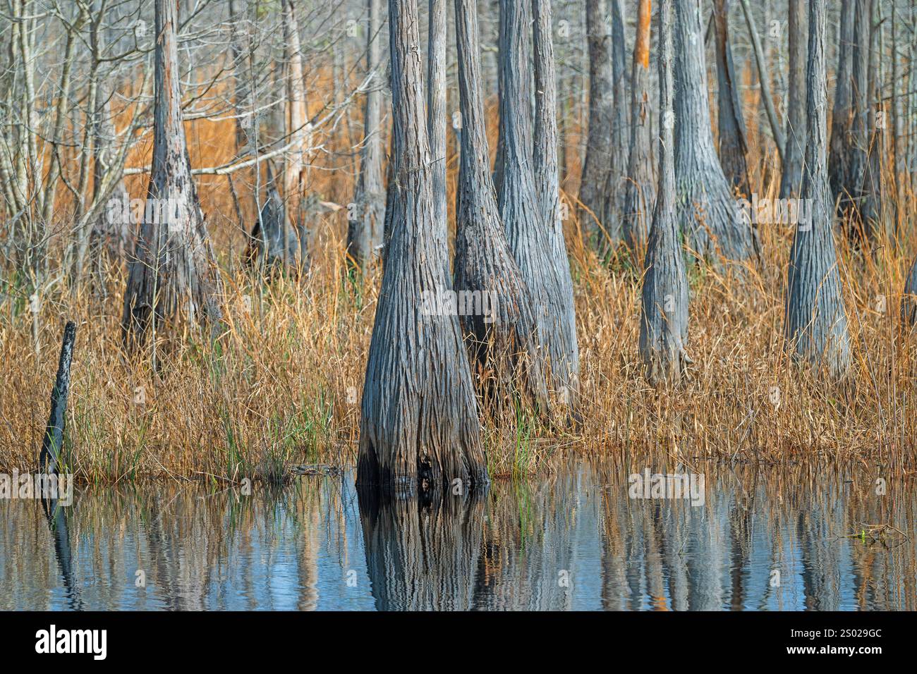 Water tupelo hi-res stock photography and images - Alamy