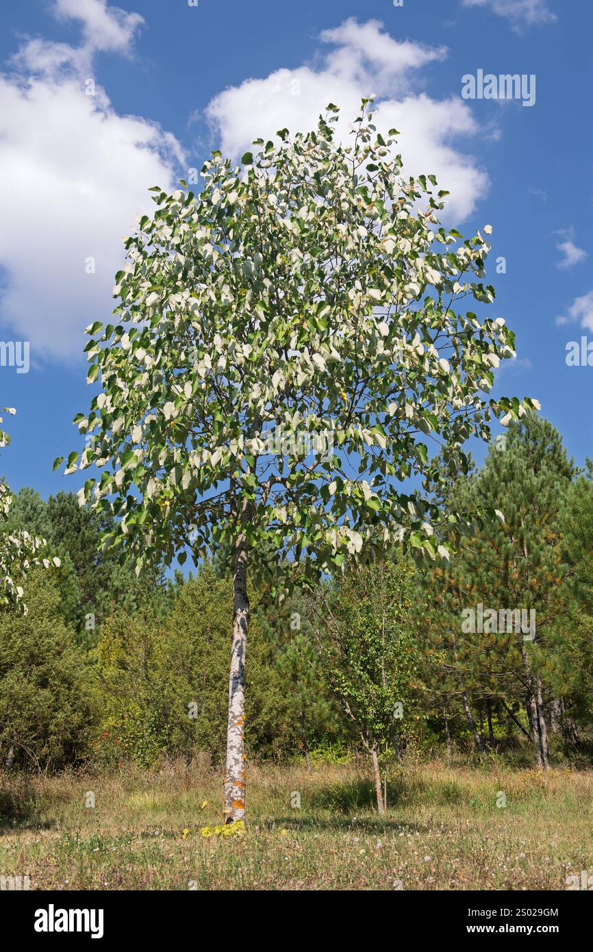 A tall birch tree with green leaves stands in a grassy meadow ...