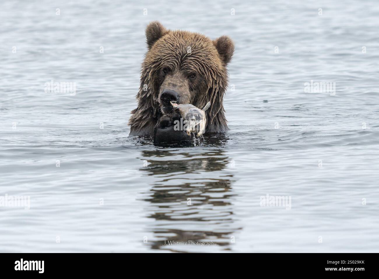 A Kodiak Brown Bear (Ursus arctos middendorffi) seeks fish out of a ...
