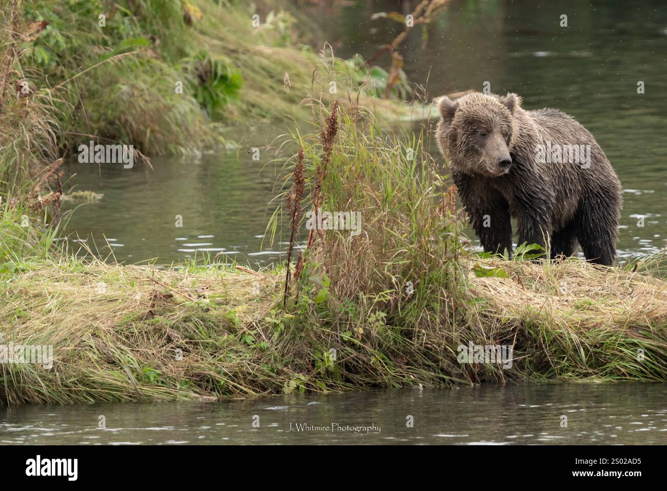 Kodiak Brown Bears (Ursus arctos middendorffi) is a subspecies of Brown ...