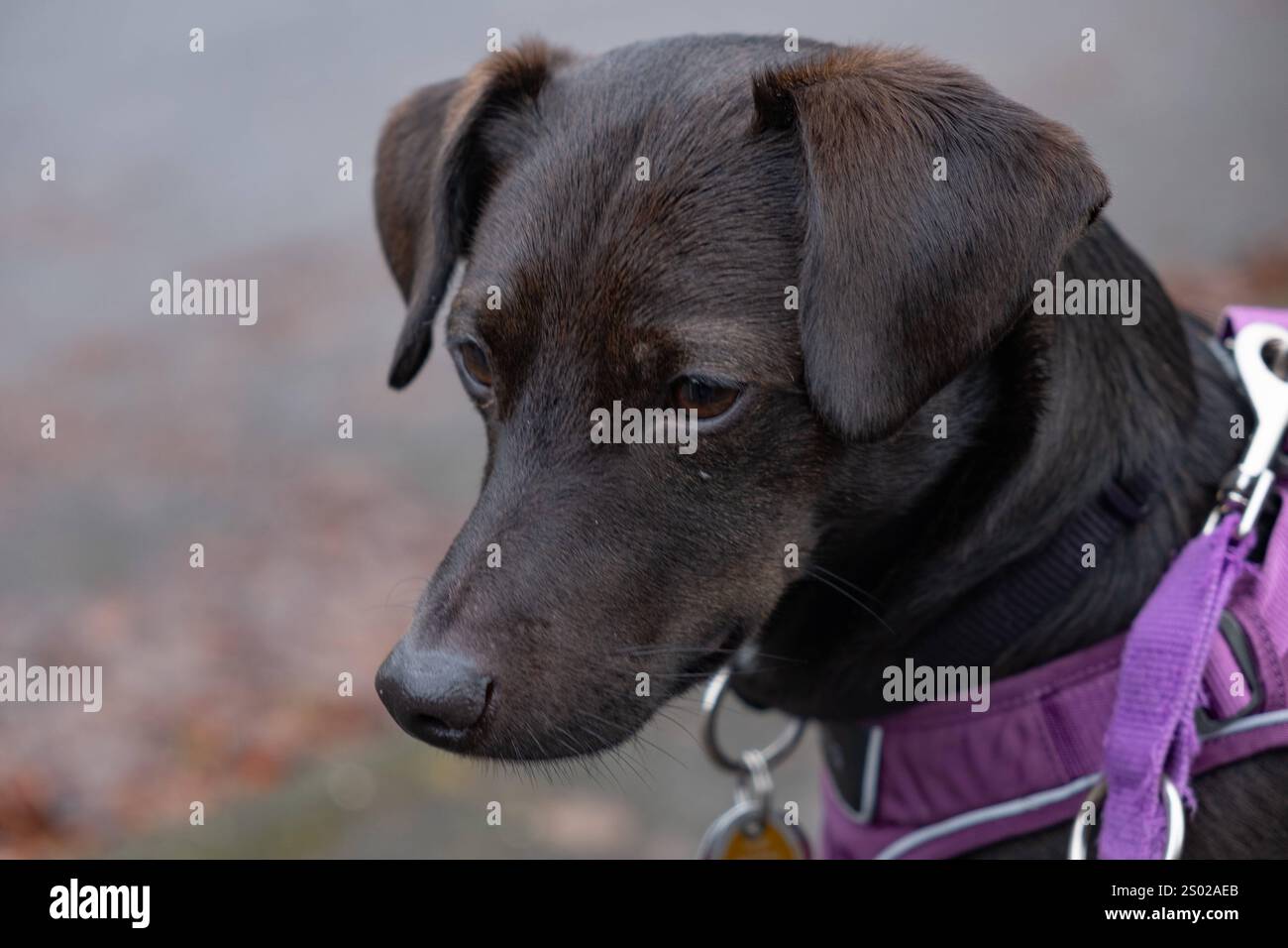 Ein schwarzer Terrier im Profil in Aachen am 17. Dezember 2024. GERMANY ...