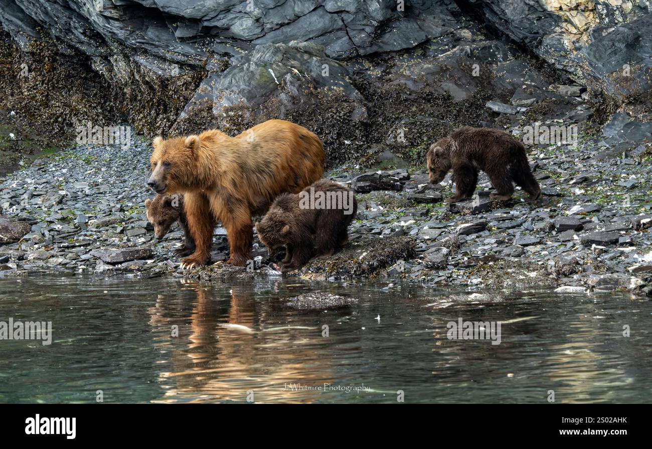 Kodiak Brown Bears (Ursus arctos middendorffi) is a subspecies of Brown ...