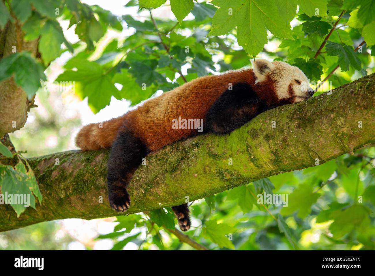 The red panda, Ailurus fulgens, eats bamboo, fruits, and insects Stock ...