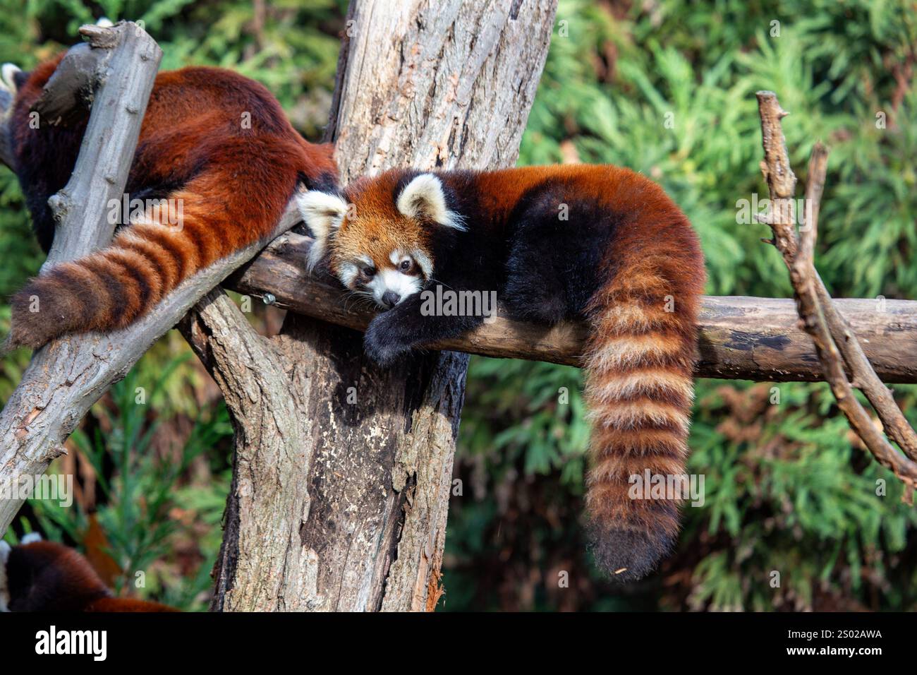 The red panda, Ailurus fulgens, eats bamboo, fruits, and insects Stock ...