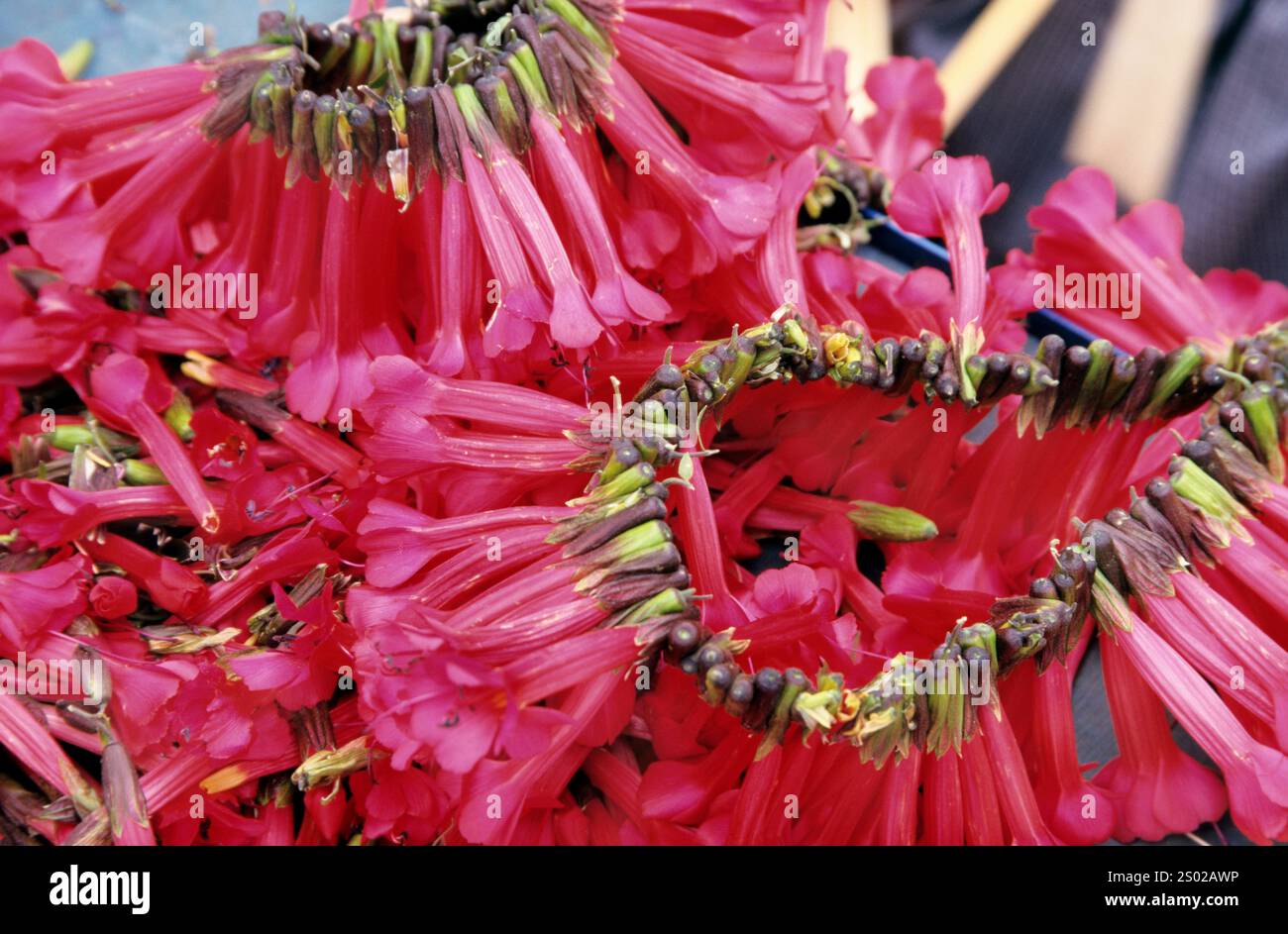 Kantuta flower garlands (Cantua buxifolia), Copacabana, Bolivia ...