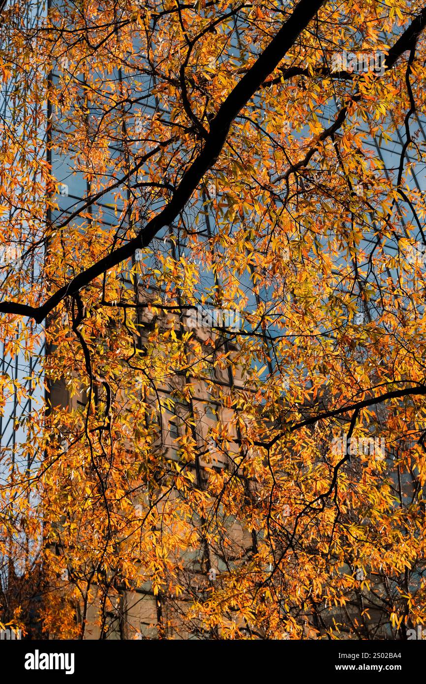 Brilliant fall foliage frames glass office tower in uptown Charlotte ...