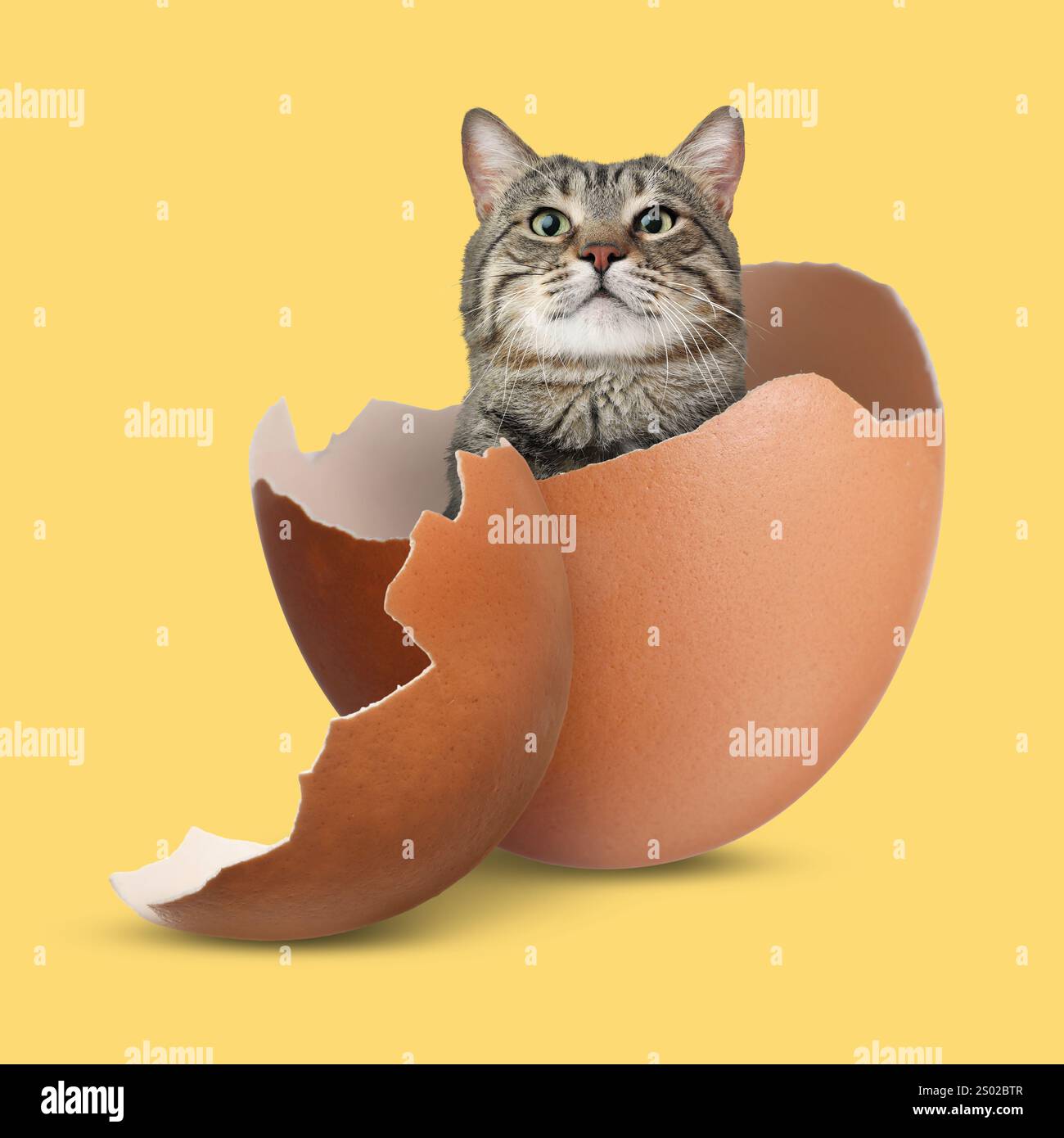 Cute cat looking out of cracked eggshell on golden background Stock ...