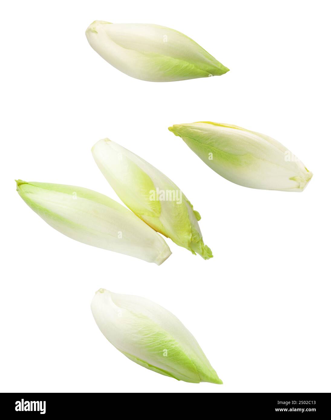 Fresh leaf chicory in air on white background Stock Photo - Alamy