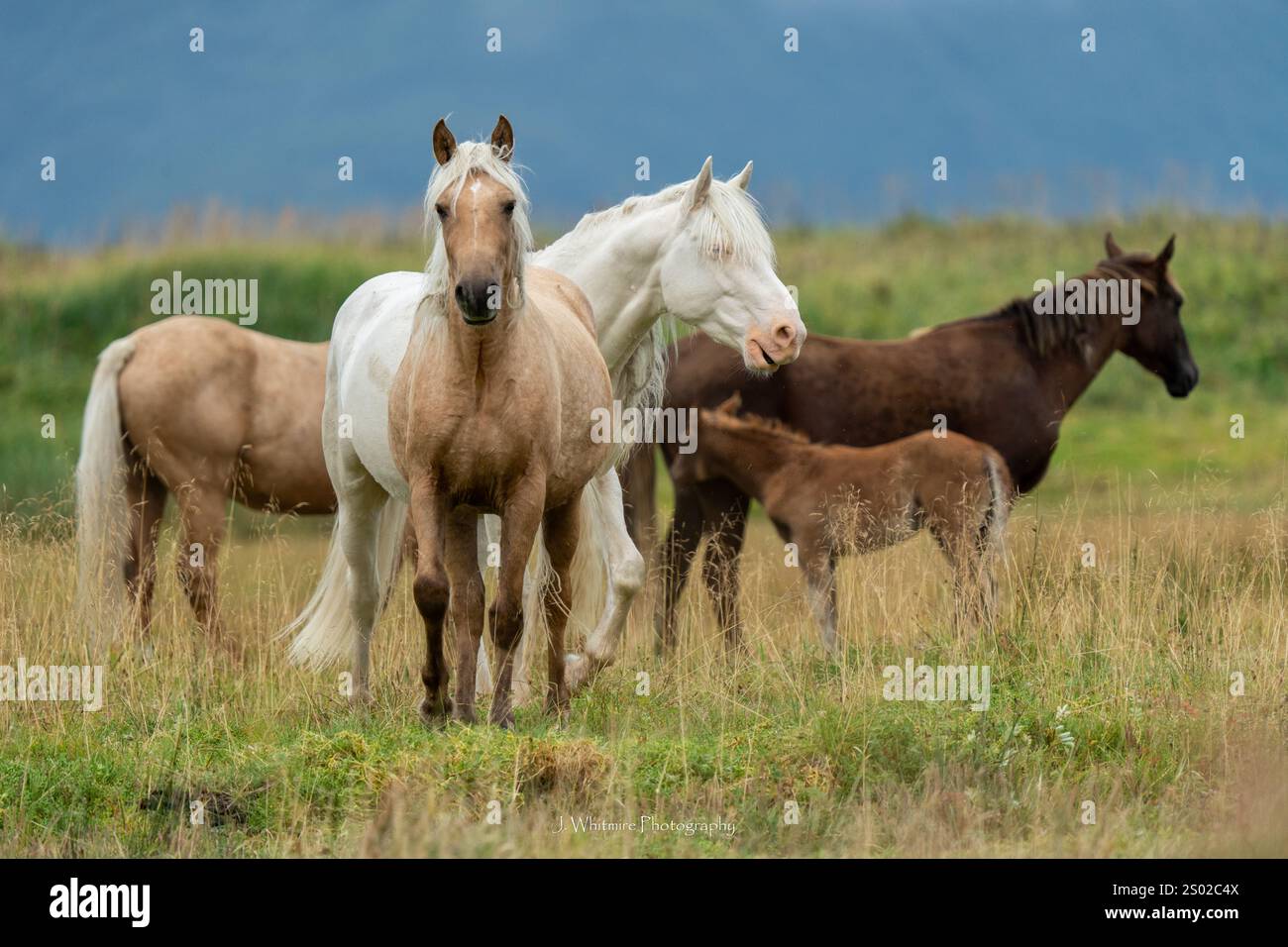 A beautiful band of wild horses roams the interior of Kodiak Island in ...